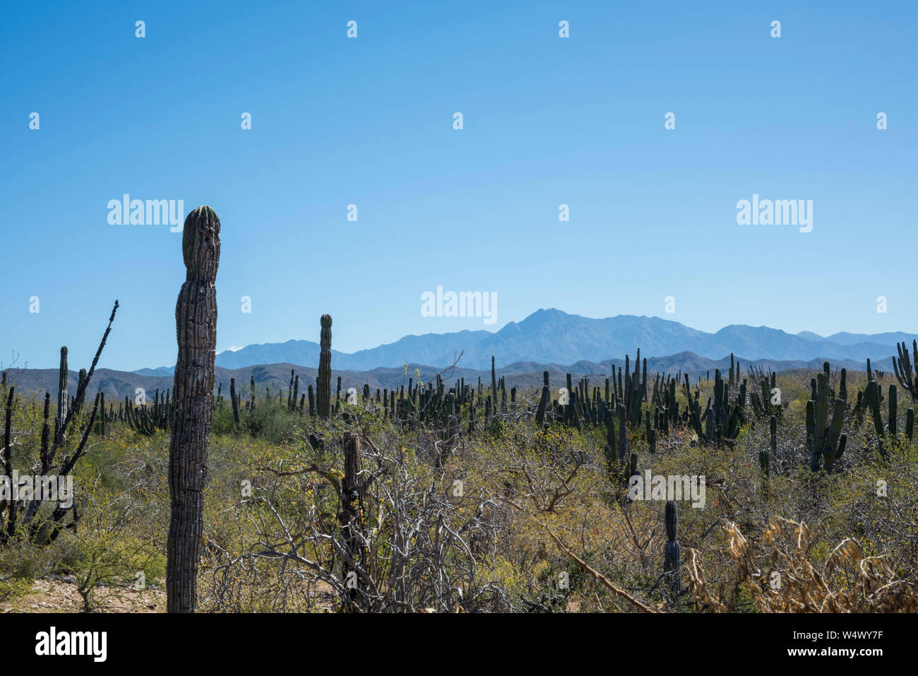 Mexico desert landscape cactus hi-res stock photography and images - Alamy