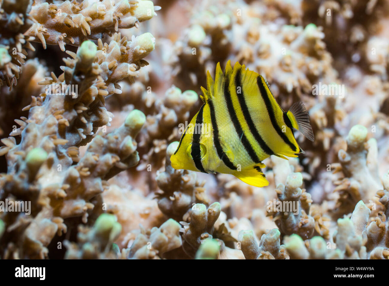 Eight-banded Butterflyfish [Chaetodon octofasciatus] juvenile. West ...