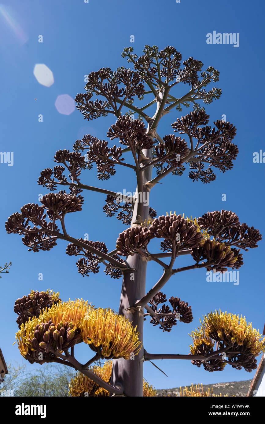 Maguey flower hi-res stock photography and images - Alamy