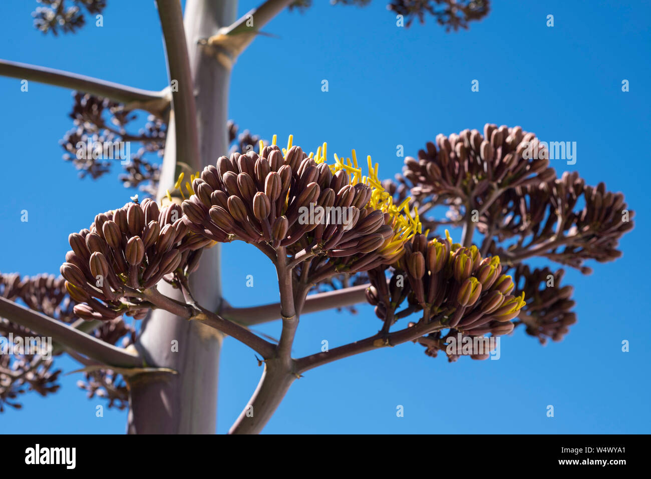 Maguey flower hi-res stock photography and images - Alamy