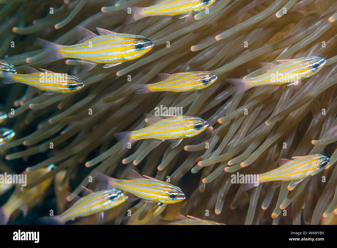 Cardinalfish [Apogon sp.] swimming past an anemone. North Sulawesi ...