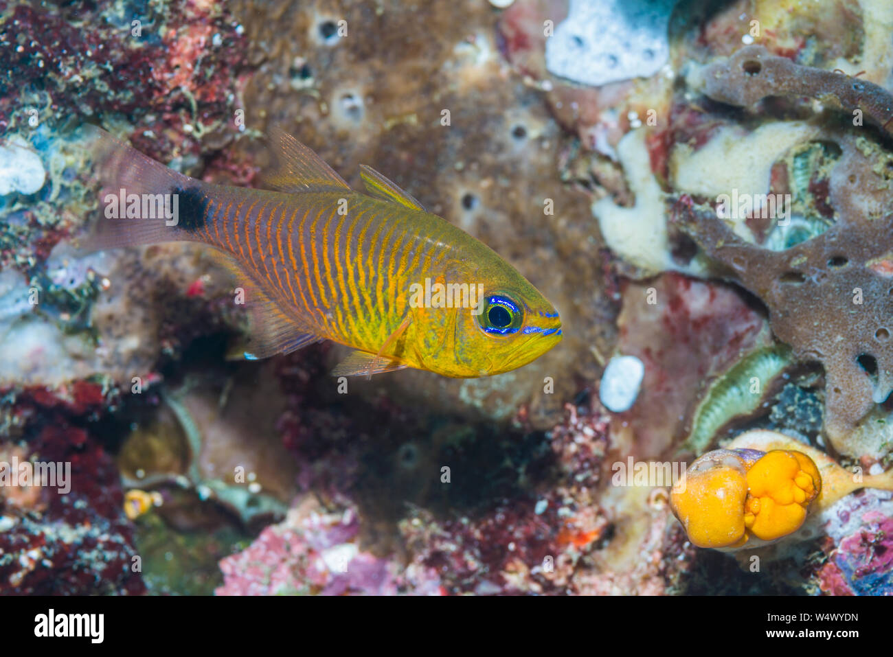 Red barred cardinalfish hi-res stock photography and images - Alamy
