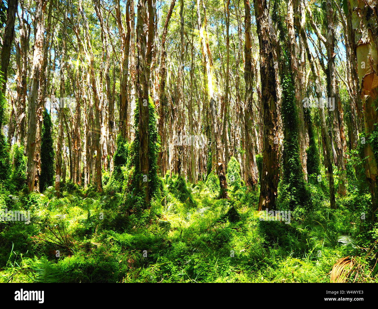 Unique Paperbark Forest in Australia Stock Photo - Alamy