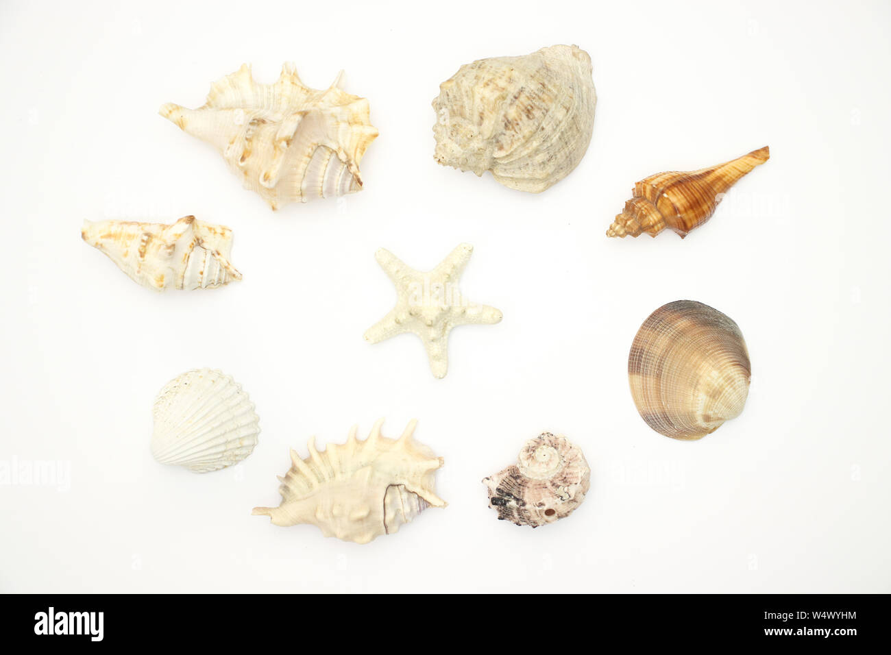 Seashells on the white background Stock Photo - Alamy