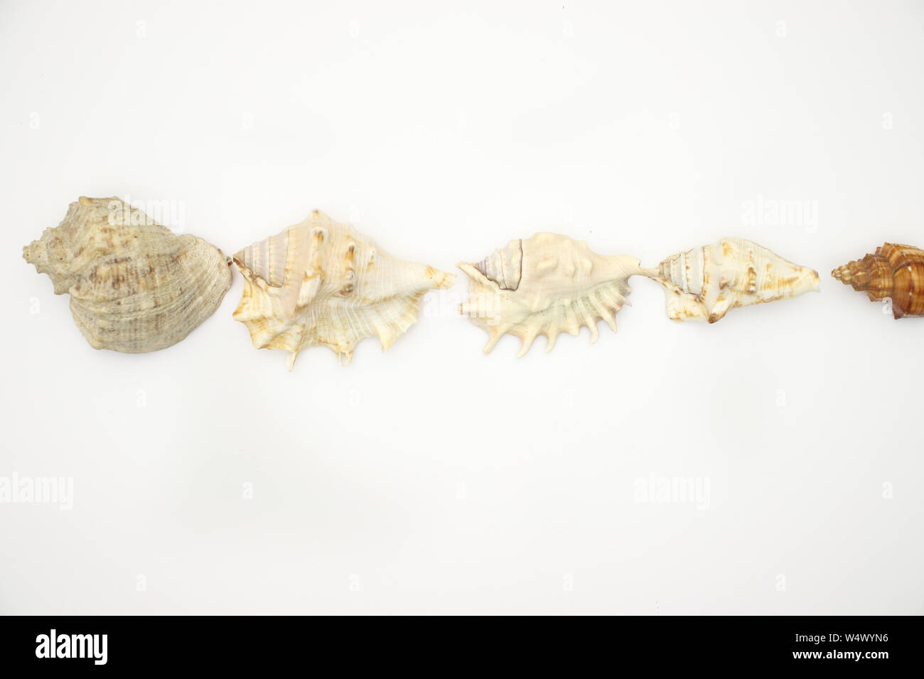 Seashells on the white background Stock Photo - Alamy