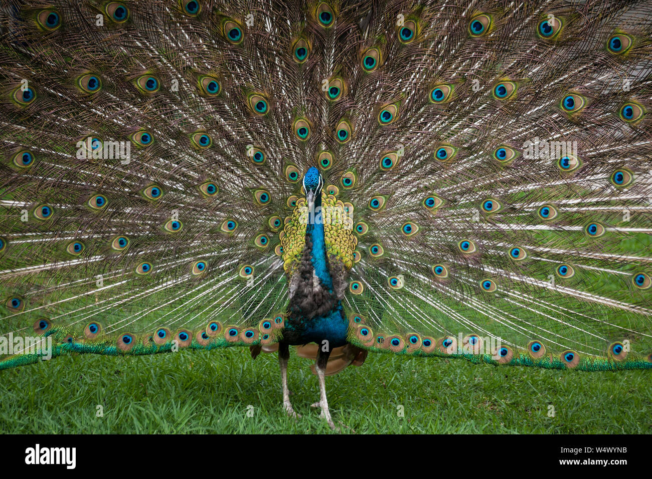 colorful peacock dance Stock Photo - Alamy