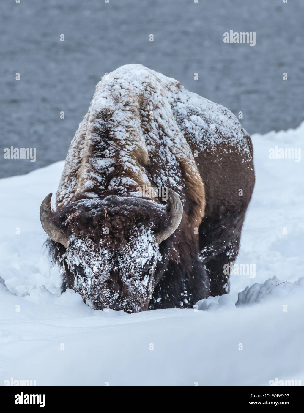 Large horned buffalo grazing in winter snow in Yellowstone Stock Photo ...