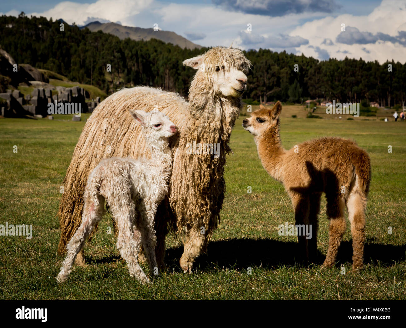 Baby alpaca cusco hi-res stock photography and images - Alamy