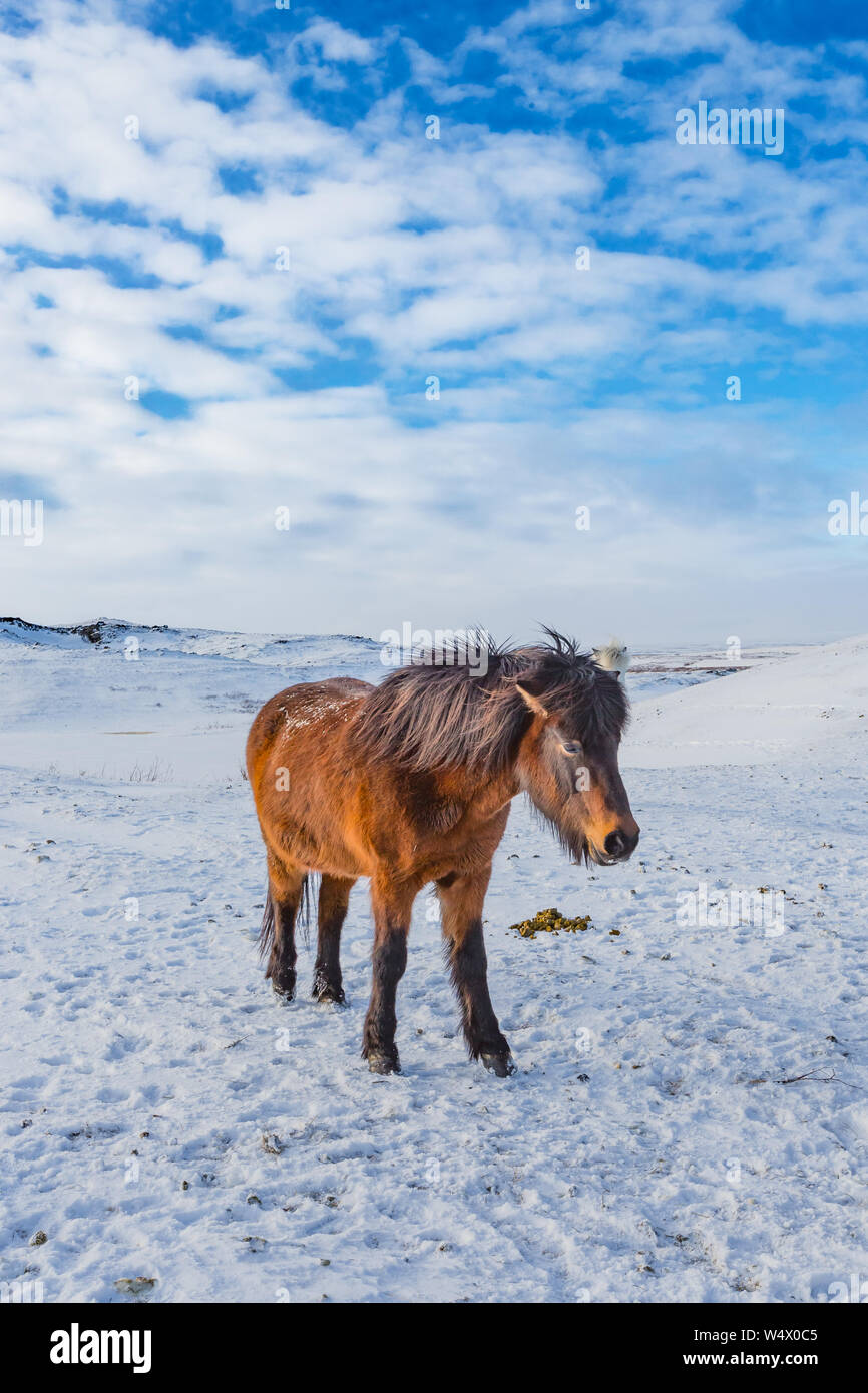 Native Iceland horses with thick winter coat Stock Photo - Alamy