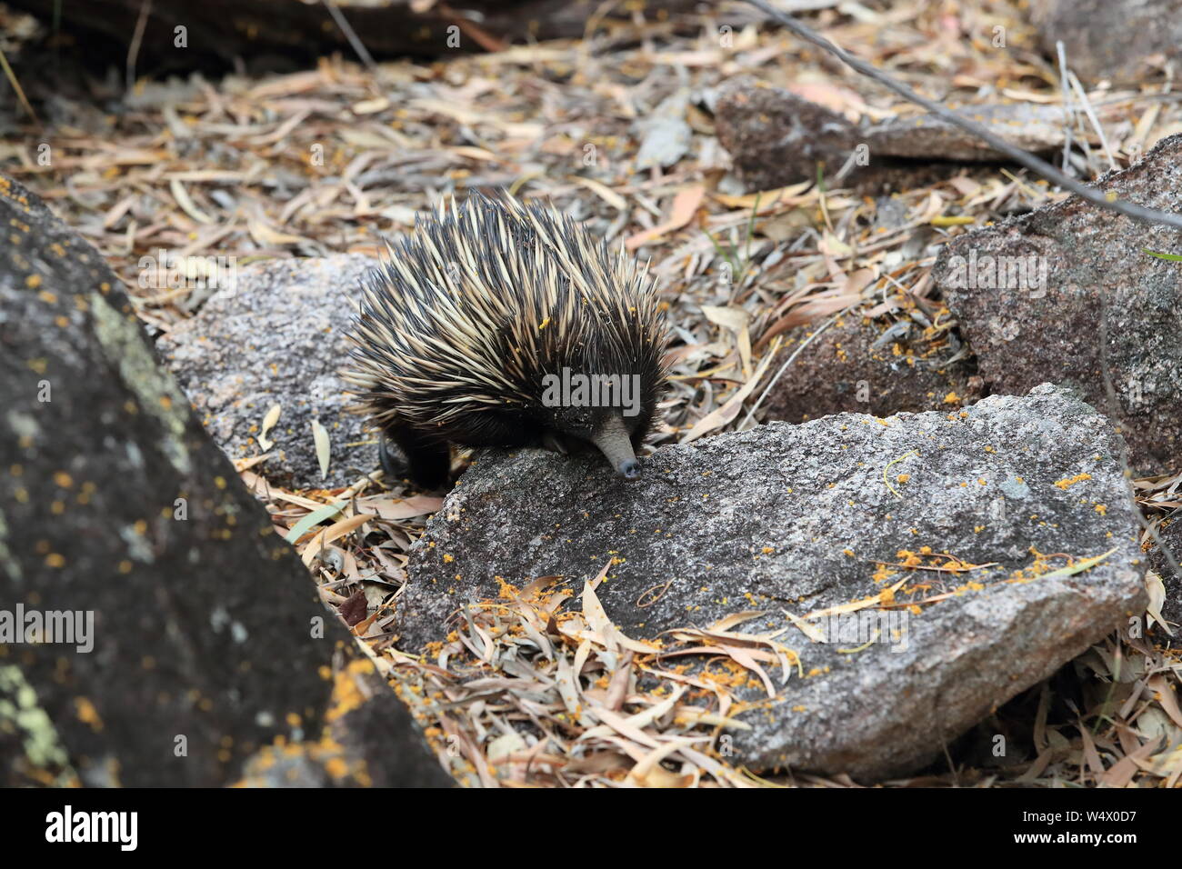 short-beaked echidna in the forest on food search on Magnetic Island ...