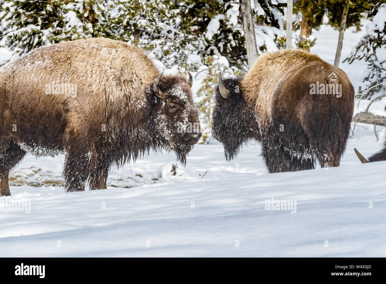 Bison covered in frost hi-res stock photography and images - Alamy