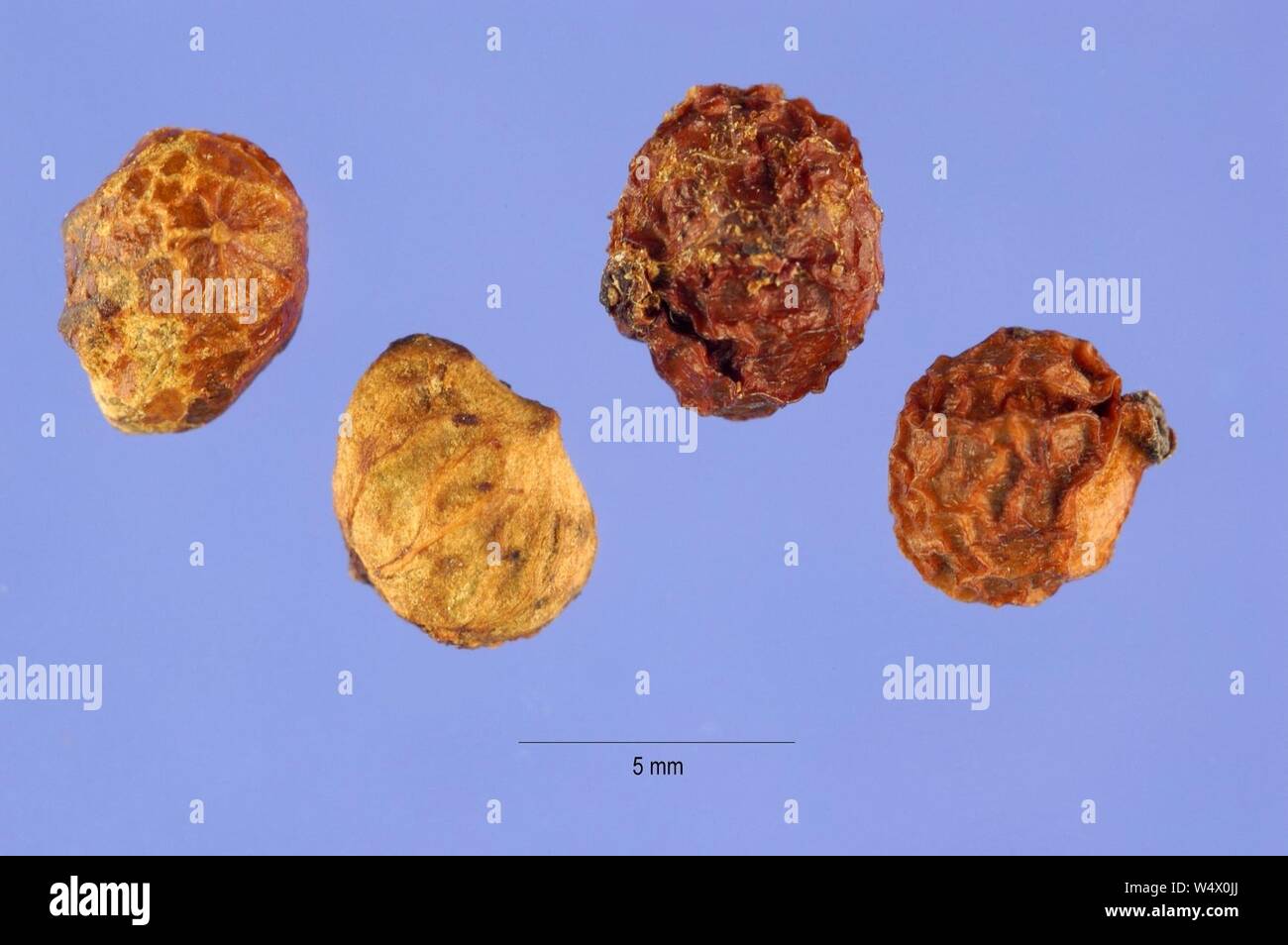 Cornus amomum seeds Stock Photo - Alamy