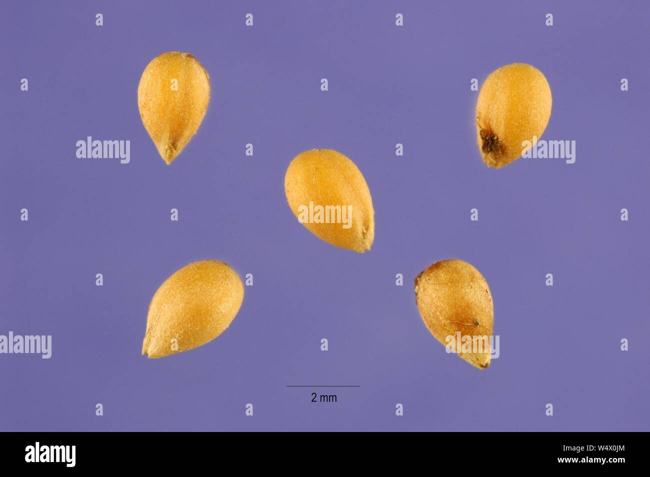 Cornus canadensis seeds Stock Photo - Alamy