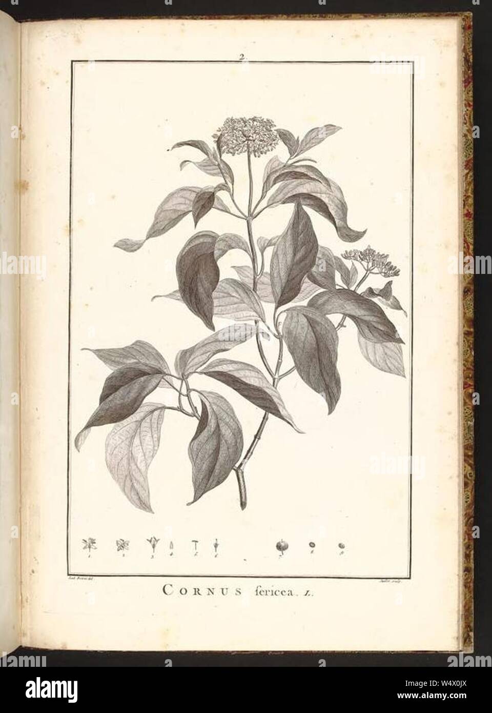 Cornus (Tab. 2 Stock Photo - Alamy