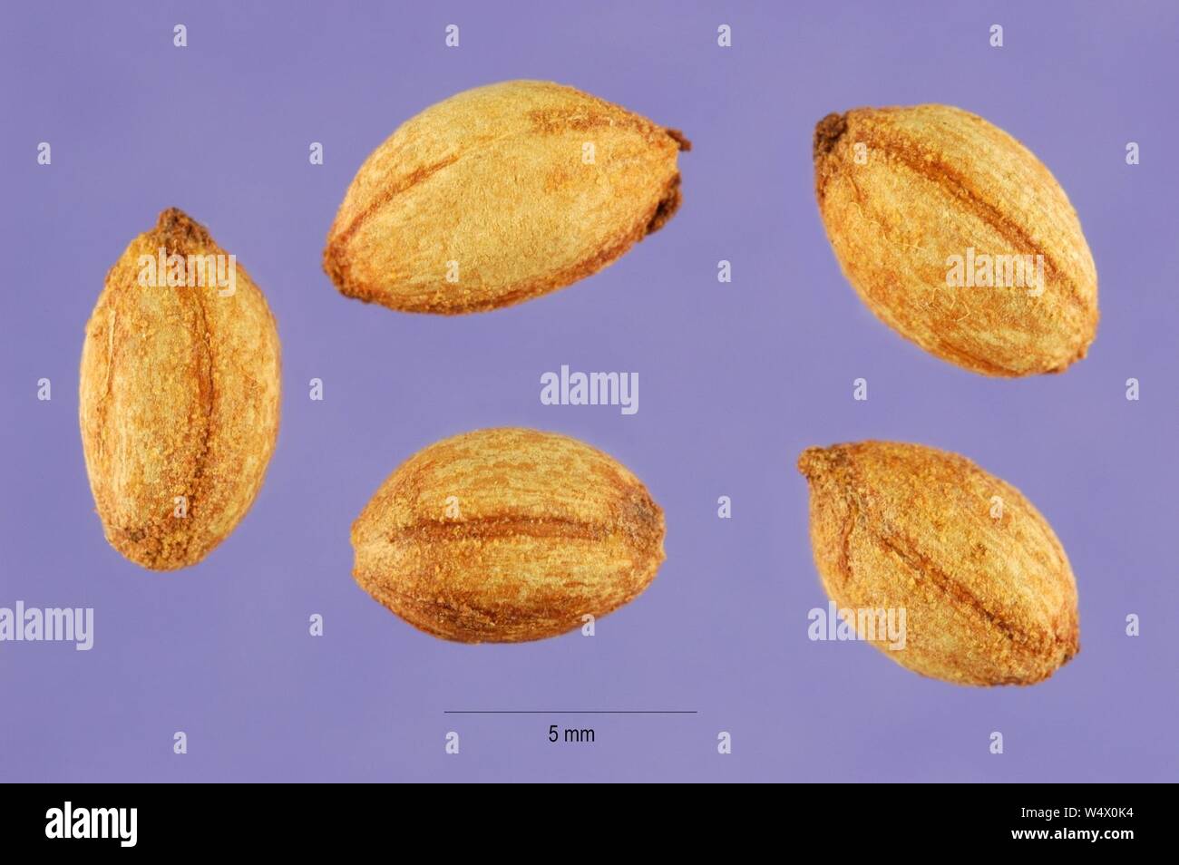 Cornus florida seeds Stock Photo - Alamy