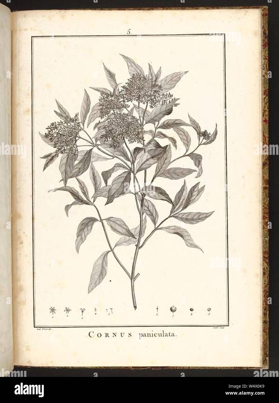 Cornus (Tab. 5 Stock Photo - Alamy