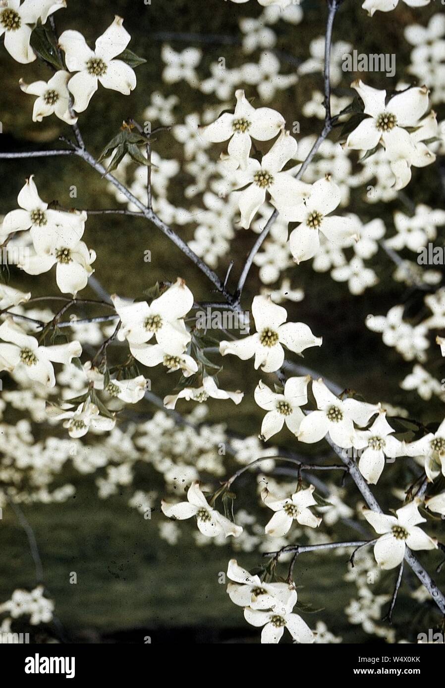 Cornus florida flower1 Stock Photo - Alamy
