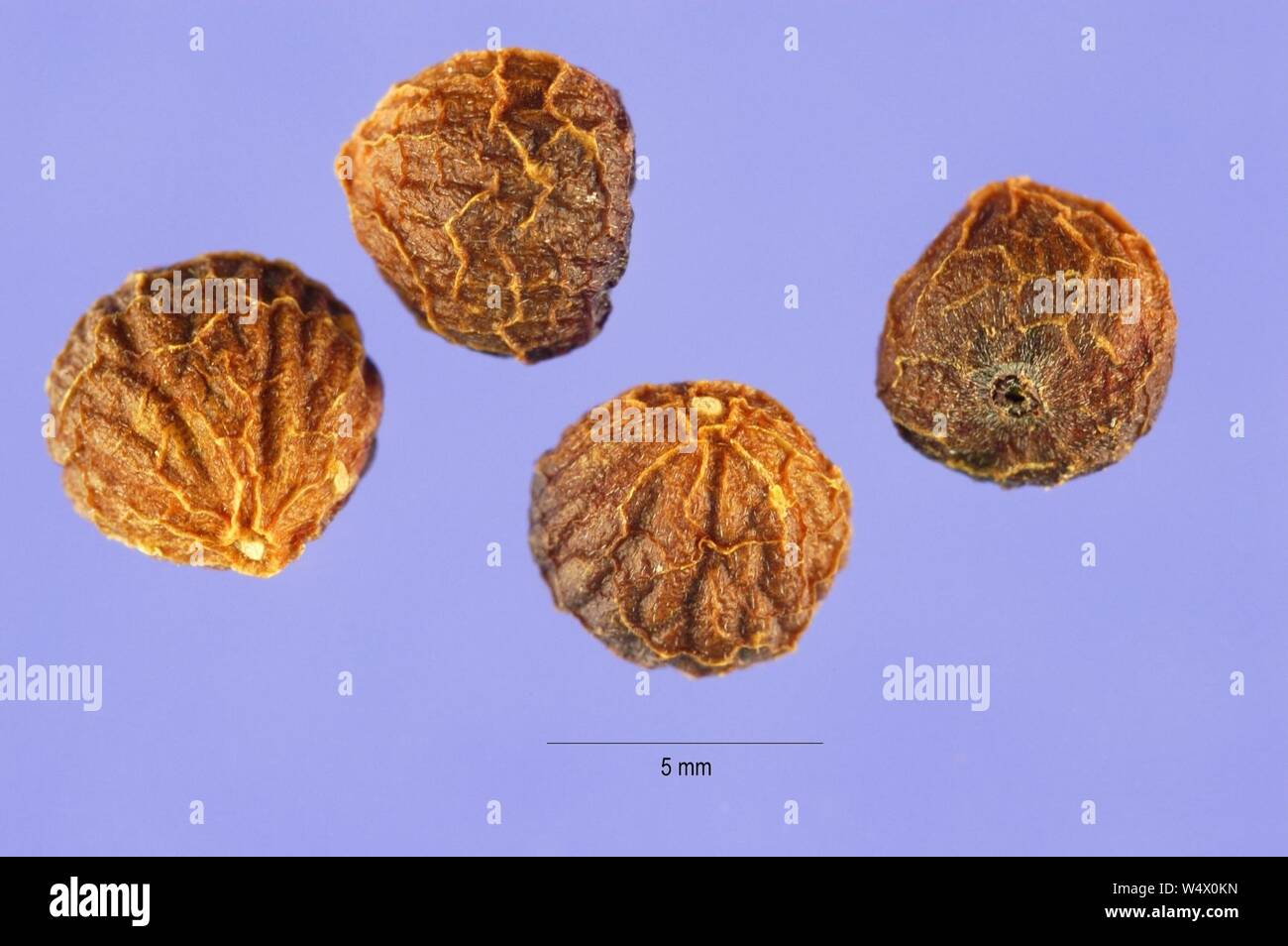 Cornus alternifolia hi-res stock photography and images - Alamy