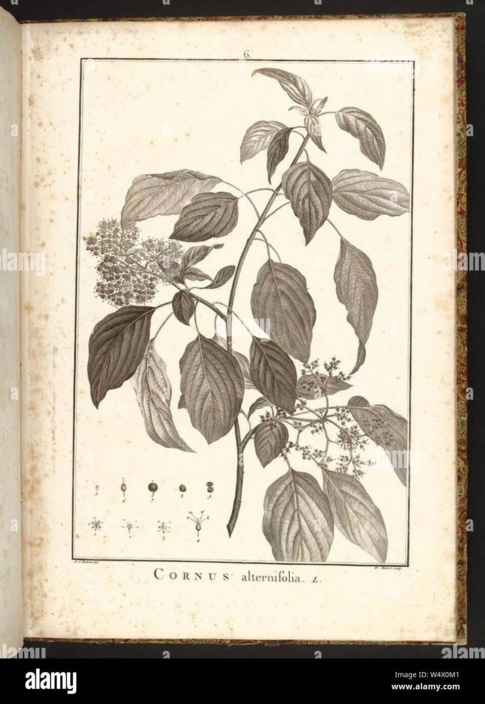 Cornus (Tab. 6 Stock Photo - Alamy