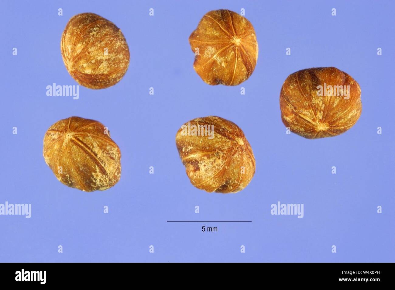 Cornus racemosa hi-res stock photography and images - Alamy