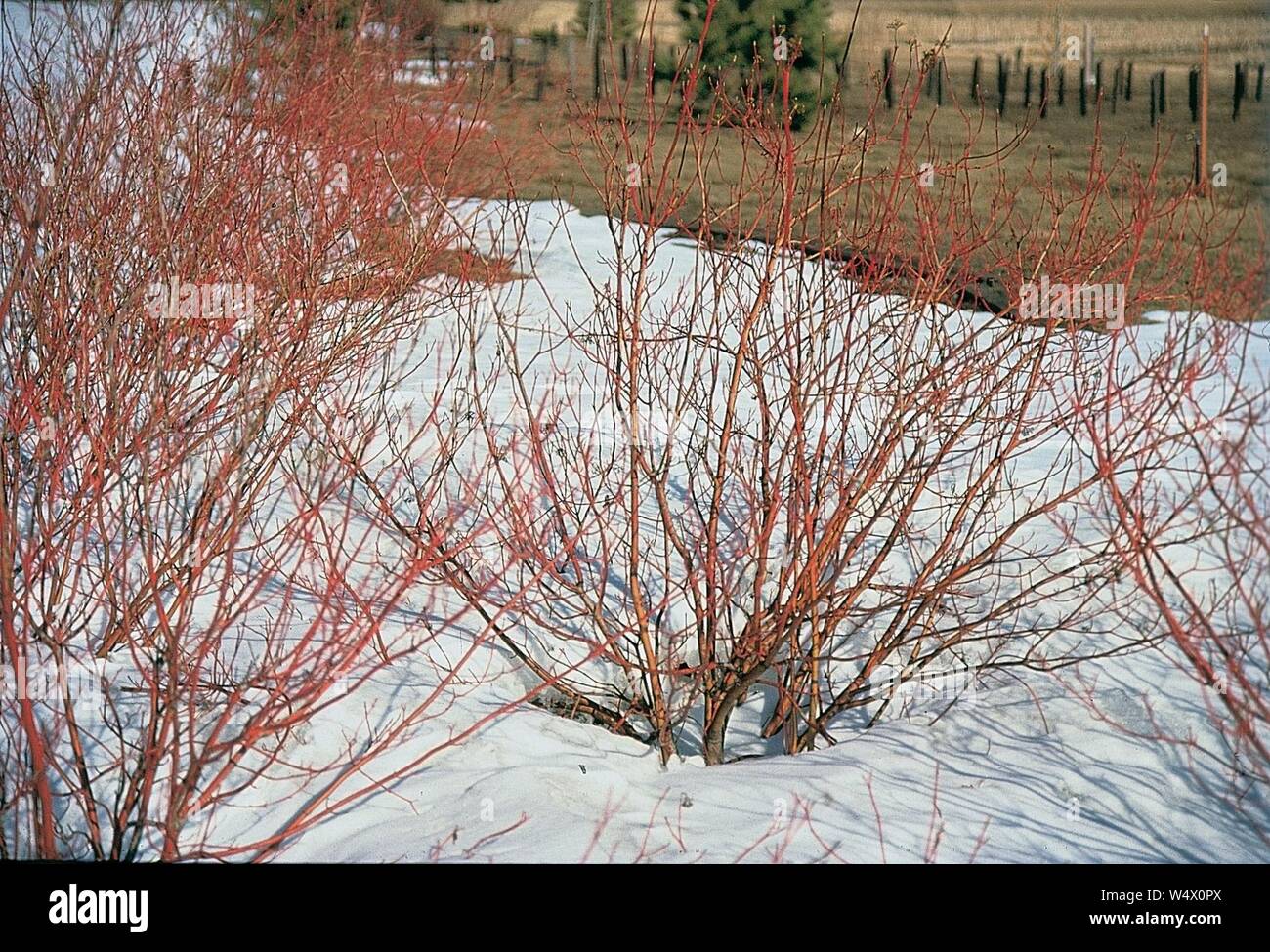 Cornus sericea winter Stock Photo - Alamy