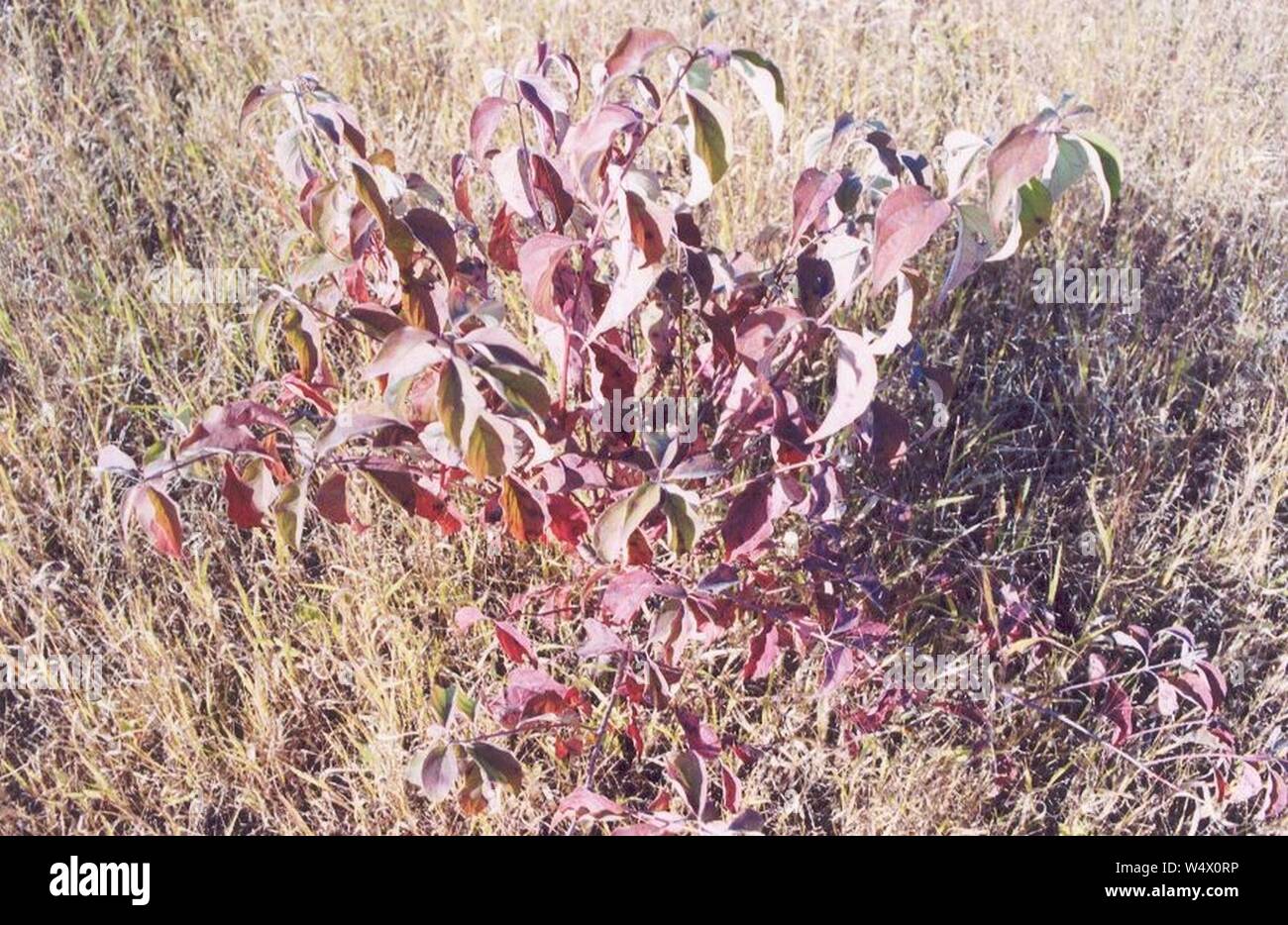 Cornus sericea fall Stock Photo - Alamy
