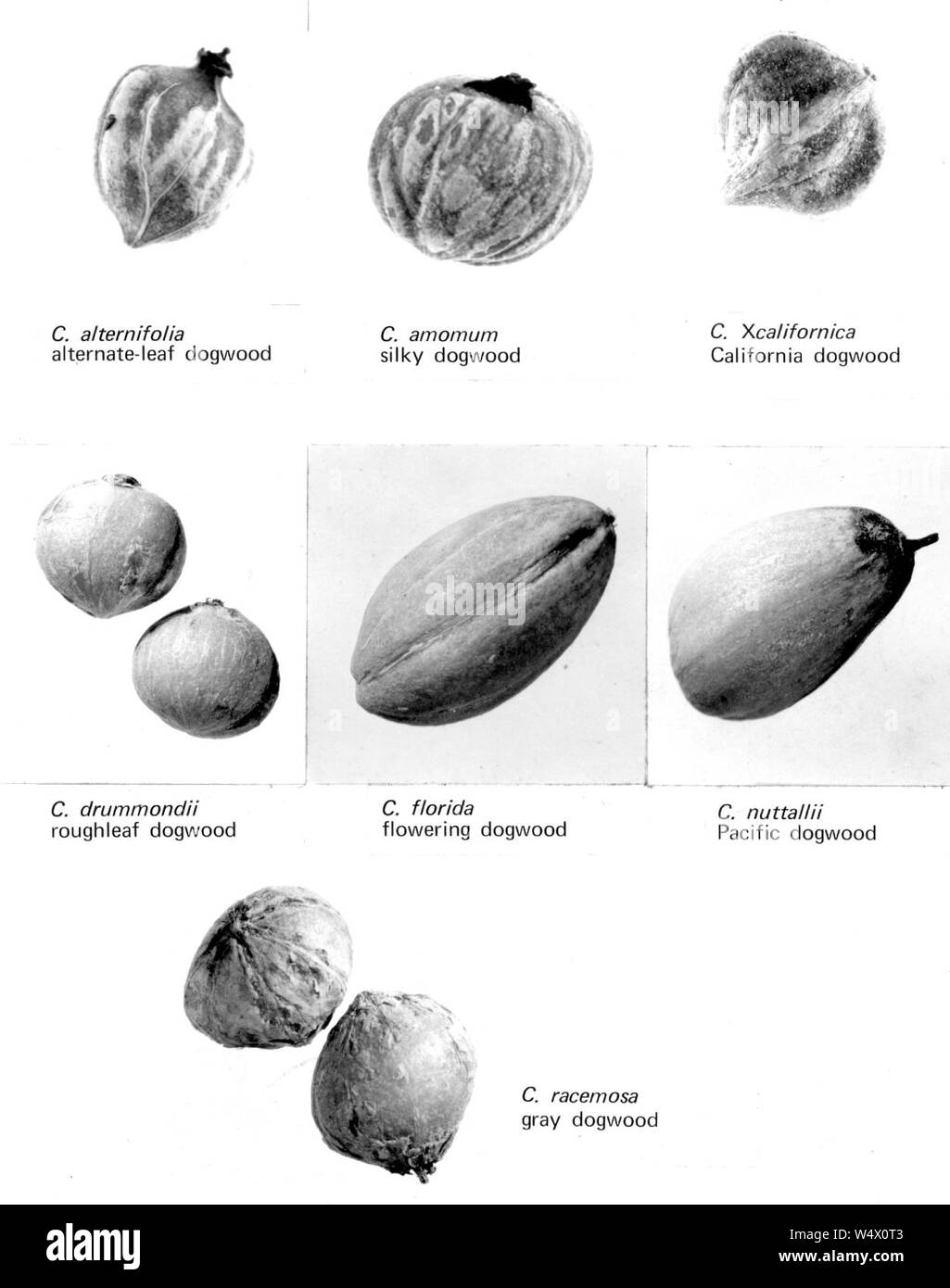 Seeds image Black and White Stock Photos & Images - Alamy