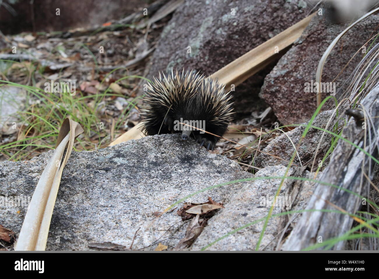 short-beaked echidna in the forest on food search on Magnetic Island ...
