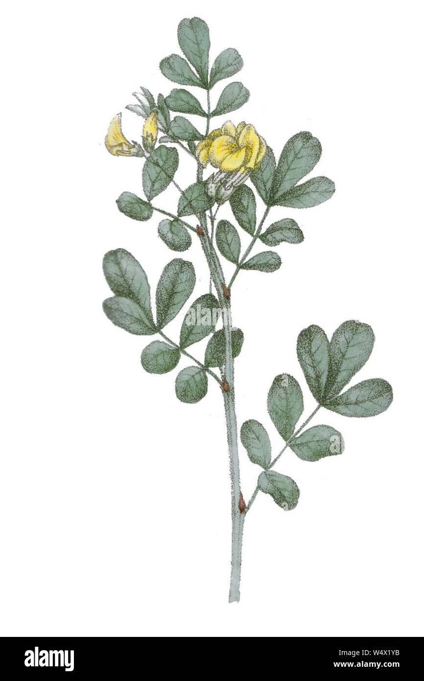 Coronilla emerus hi-res stock photography and images - Alamy