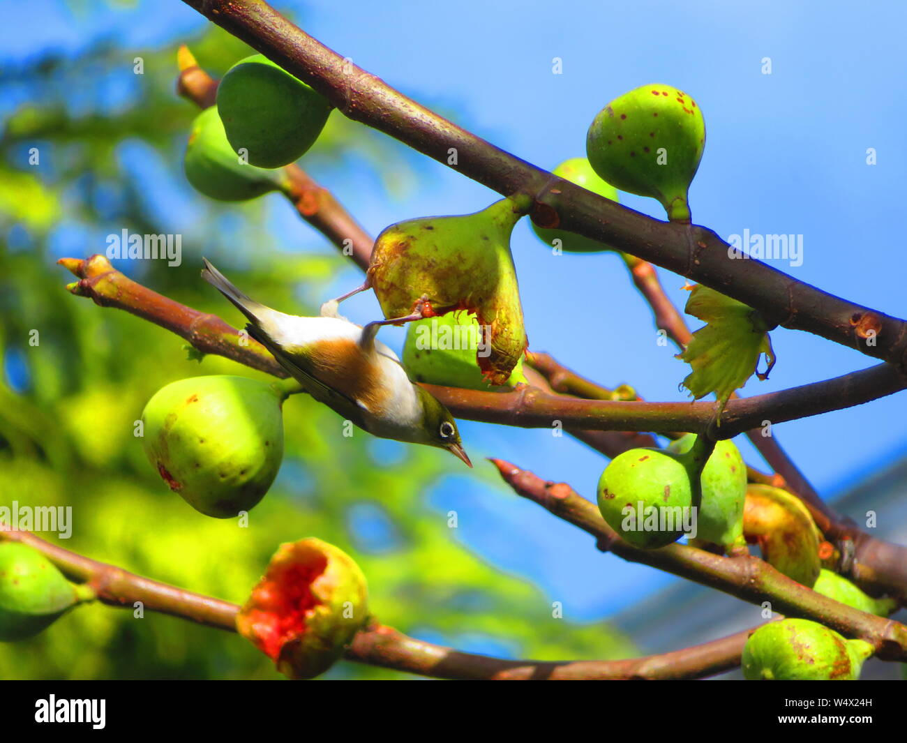 Bird eating Figs of Tree in Auckland, New Zealand Stock Photo - Alamy