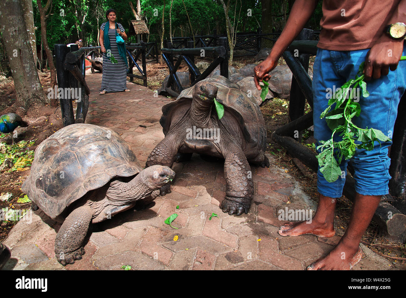 Turtle on Prison Island of Zanzibar, Tanzania Stock Photo - Alamy