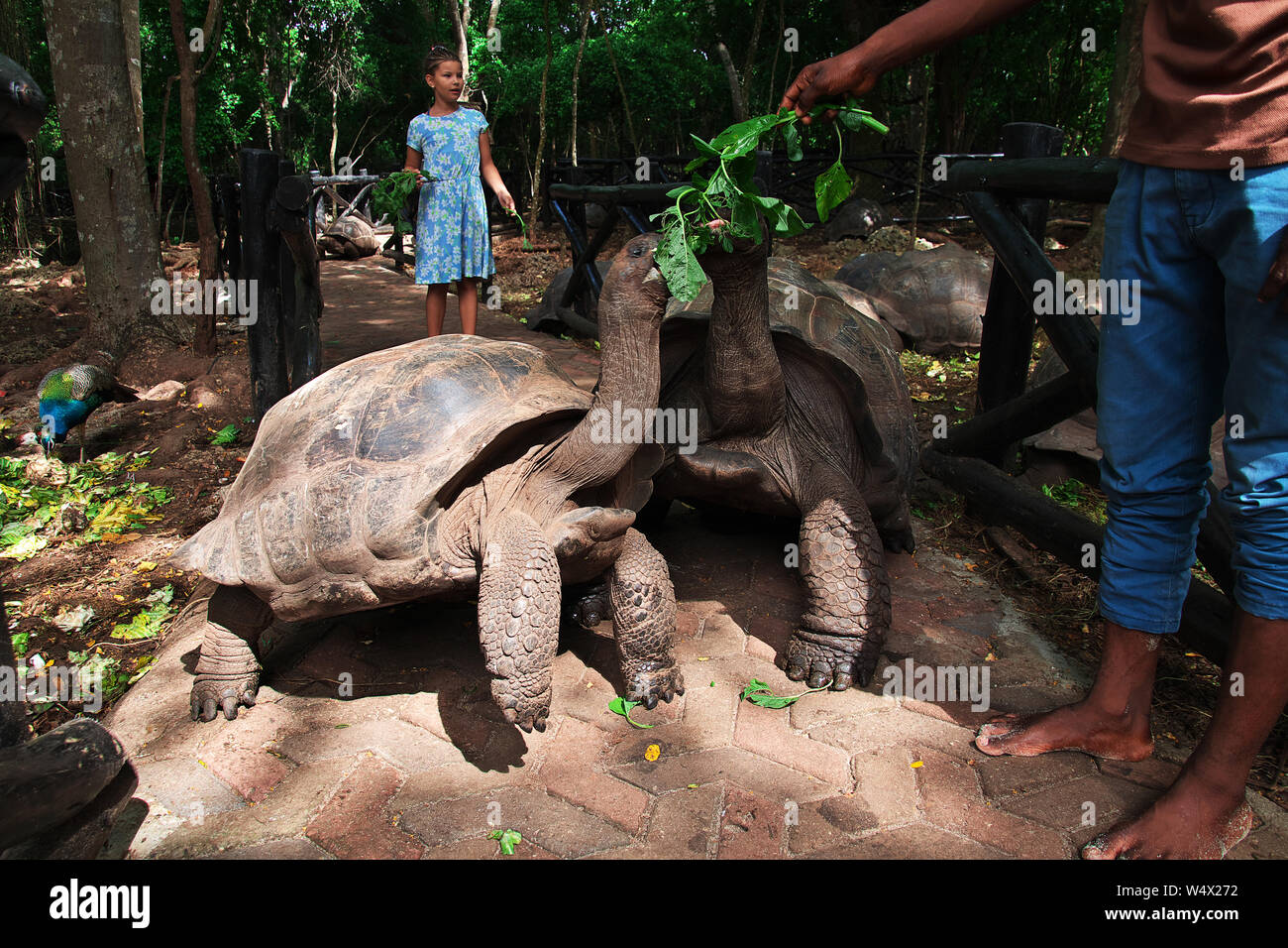 Turtle on Prison Island of Zanzibar, Tanzania Stock Photo - Alamy