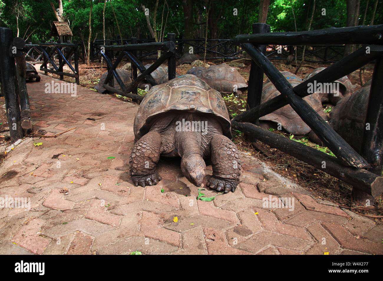 Turtle on Prison Island of Zanzibar, Tanzania Stock Photo - Alamy