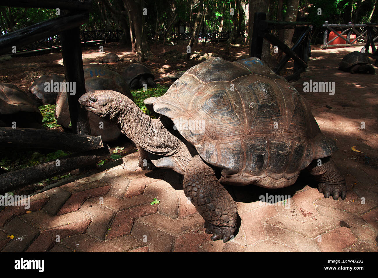 Turtle on Prison Island of Zanzibar, Tanzania Stock Photo - Alamy