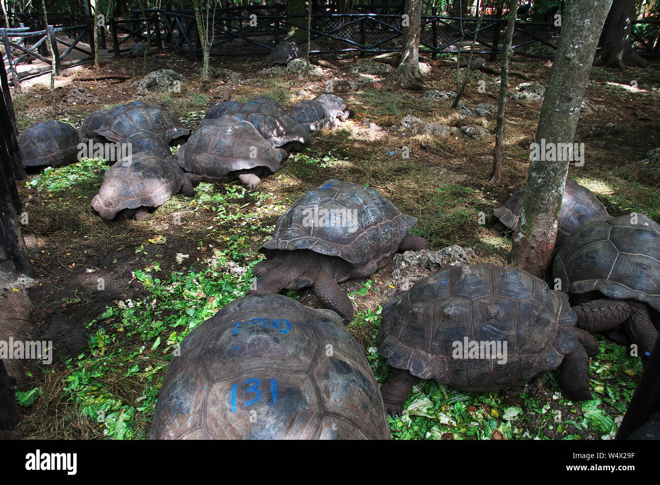Turtle on Prison Island of Zanzibar, Tanzania Stock Photo - Alamy