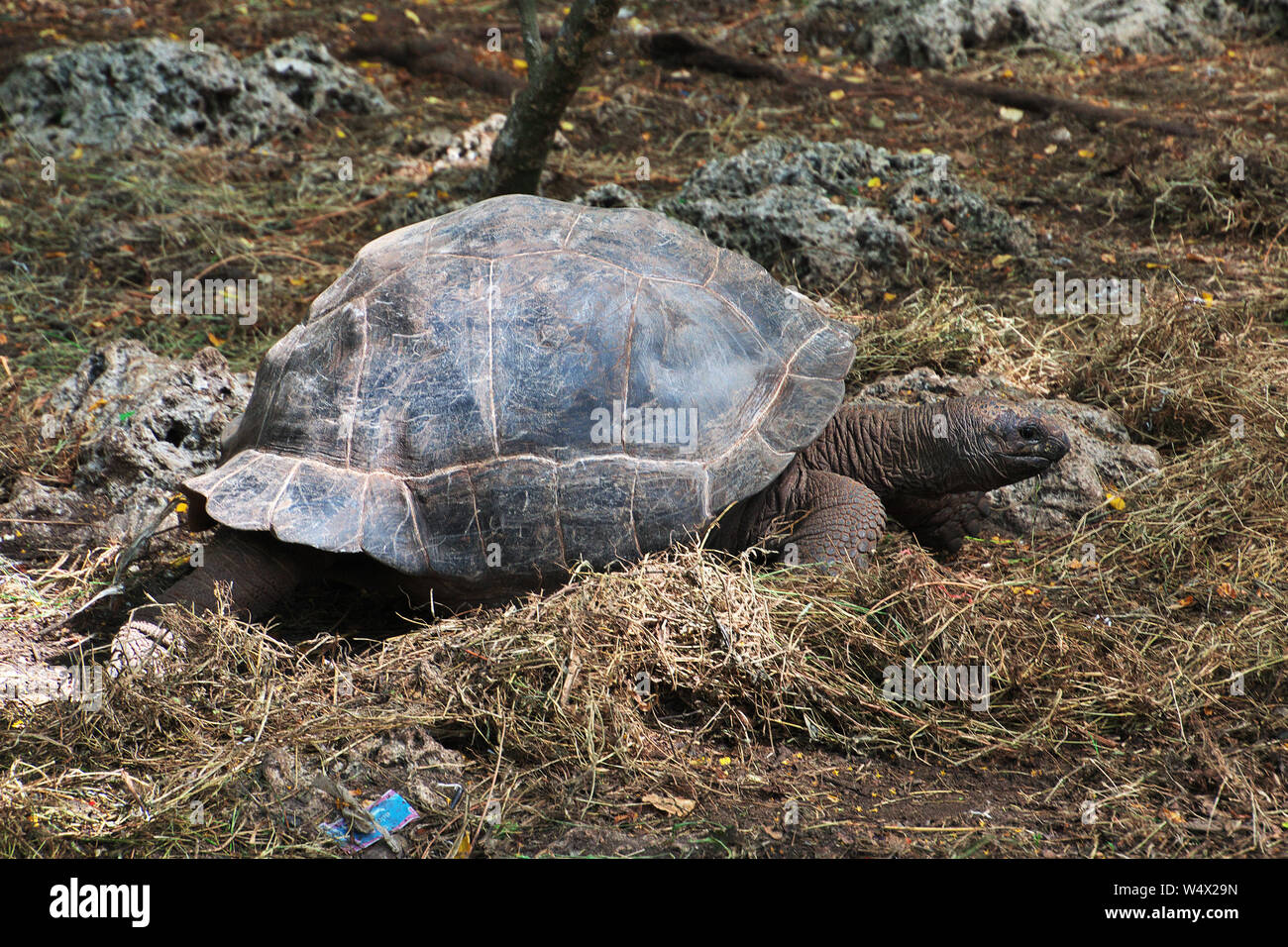 Turtle on Prison Island of Zanzibar, Tanzania Stock Photo - Alamy