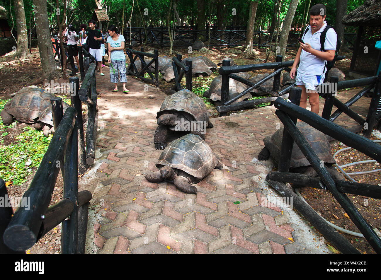Turtle on Prison Island of Zanzibar, Tanzania Stock Photo - Alamy