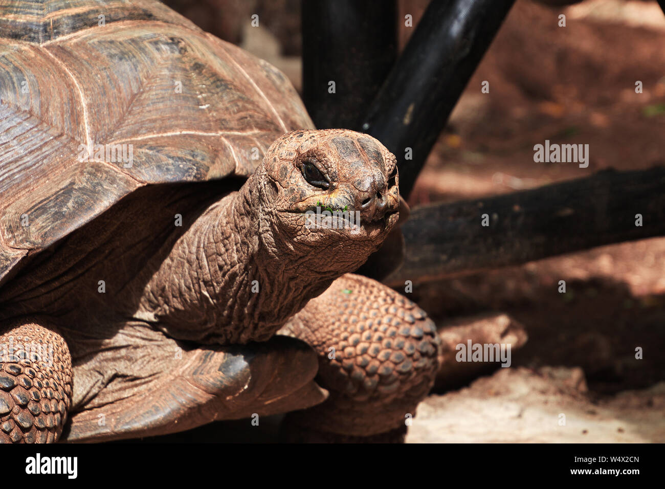 Turtle on Prison Island of Zanzibar, Tanzania Stock Photo - Alamy