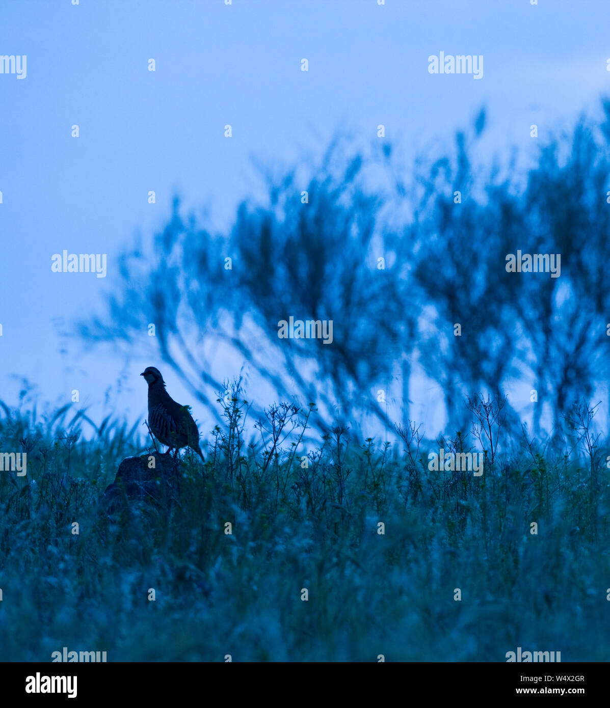 PERDIZ ROJA (Alectoris rufa Stock Photo - Alamy