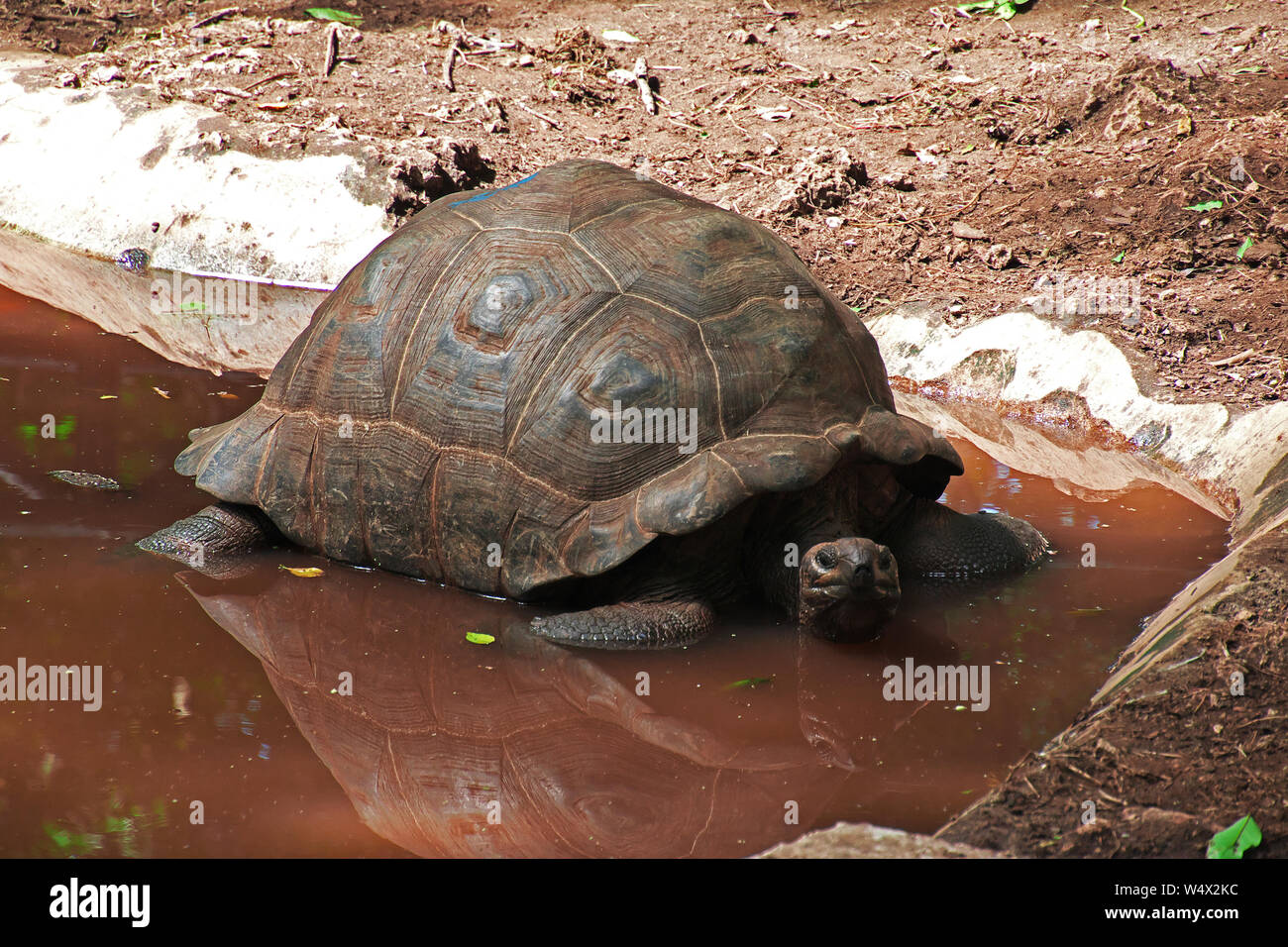 Turtle on Prison Island of Zanzibar, Tanzania Stock Photo - Alamy