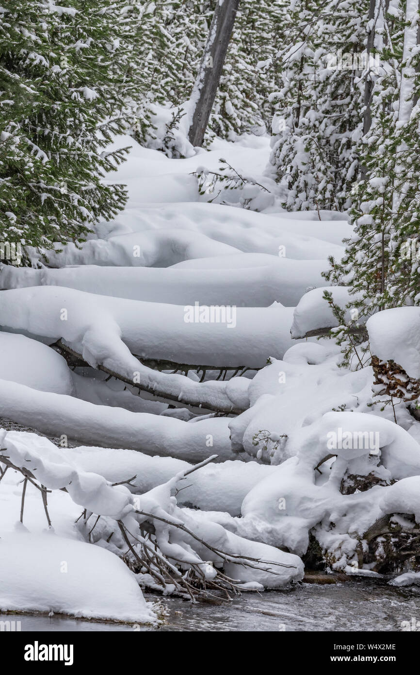 Typical snow scene in Yellowstone national park in winter Stock Photo ...