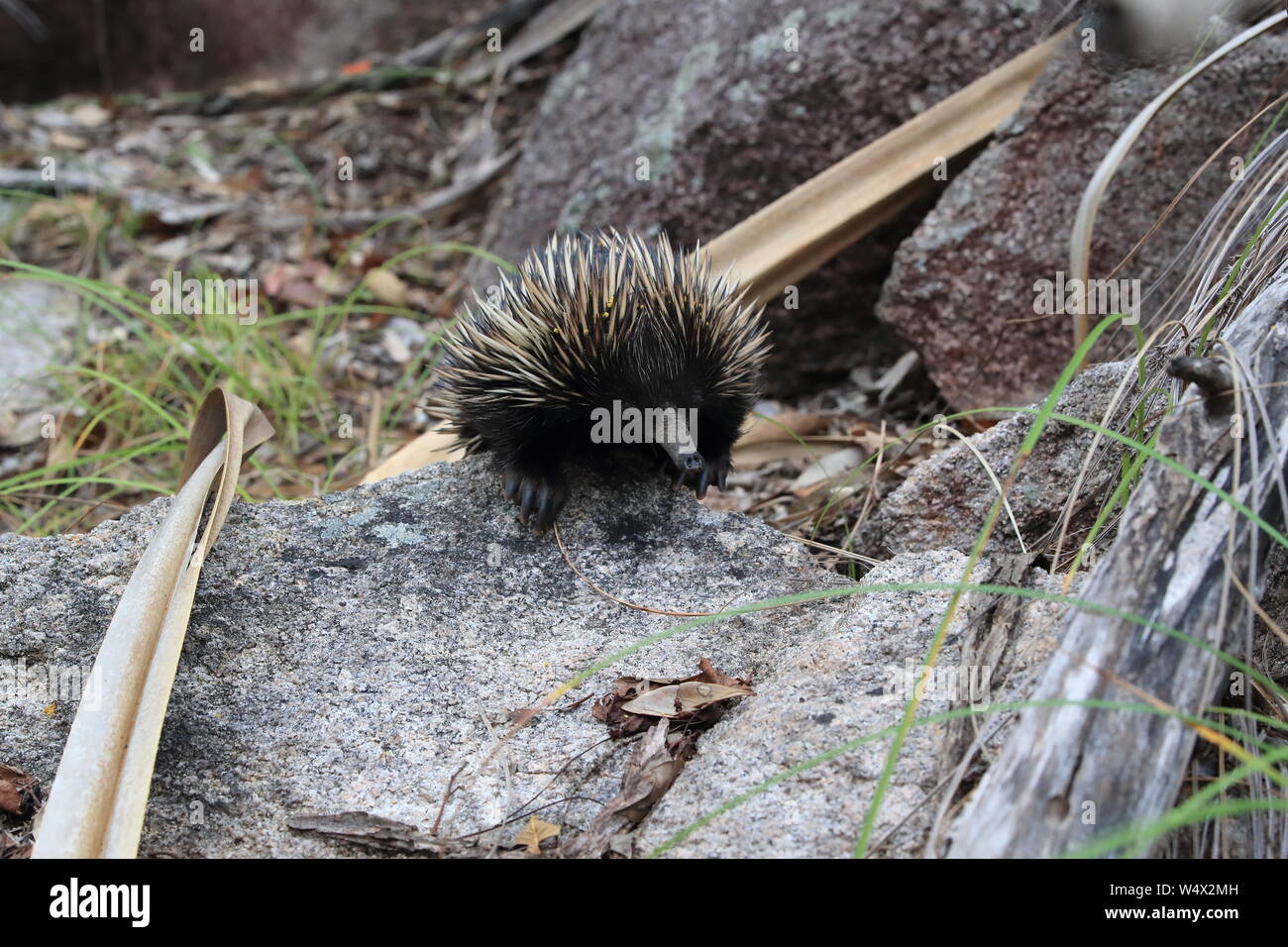 short-beaked echidna in the forest on food search on Magnetic Island ...