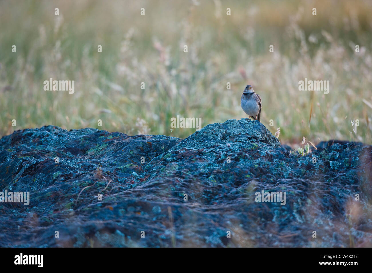 Calandria hi-res stock photography and images - Alamy