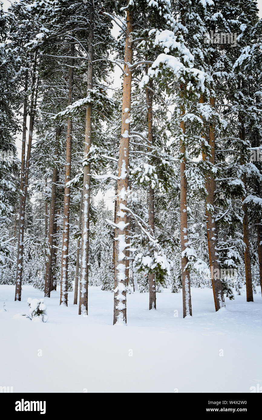 Vertical snow covered pine trees of yellowstone Stock Photo - Alamy