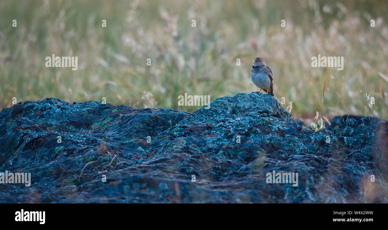 CALANDRIA COMUN (Melanocorypha calandra Stock Photo - Alamy