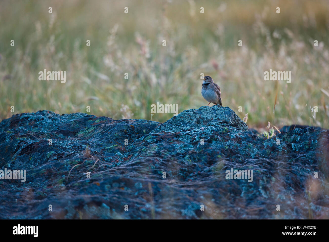 Calandria hi-res stock photography and images - Alamy