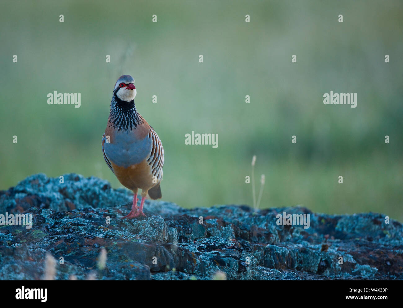 PERDIZ ROJA (Alectoris rufa Stock Photo - Alamy