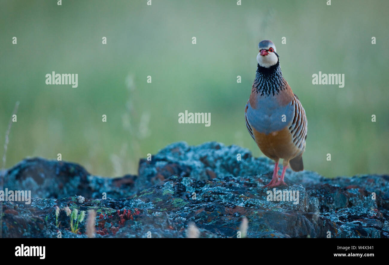 Perdiz roja hi-res stock photography and images - Alamy