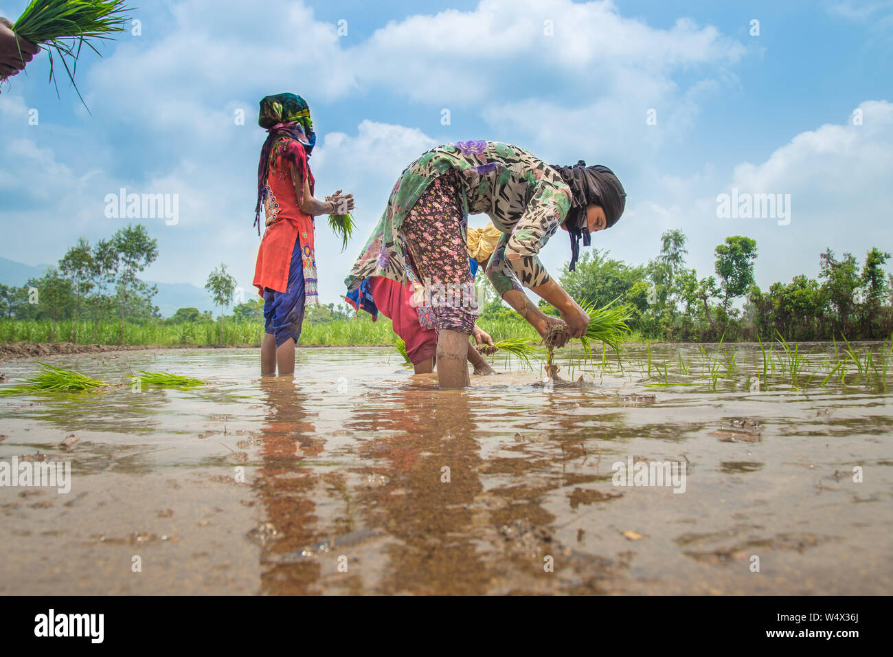 Transplanting rice plants hi-res stock photography and images - Alamy