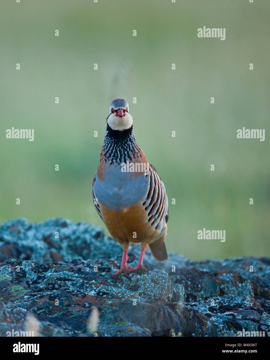 PERDIZ ROJA (Alectoris rufa Stock Photo - Alamy